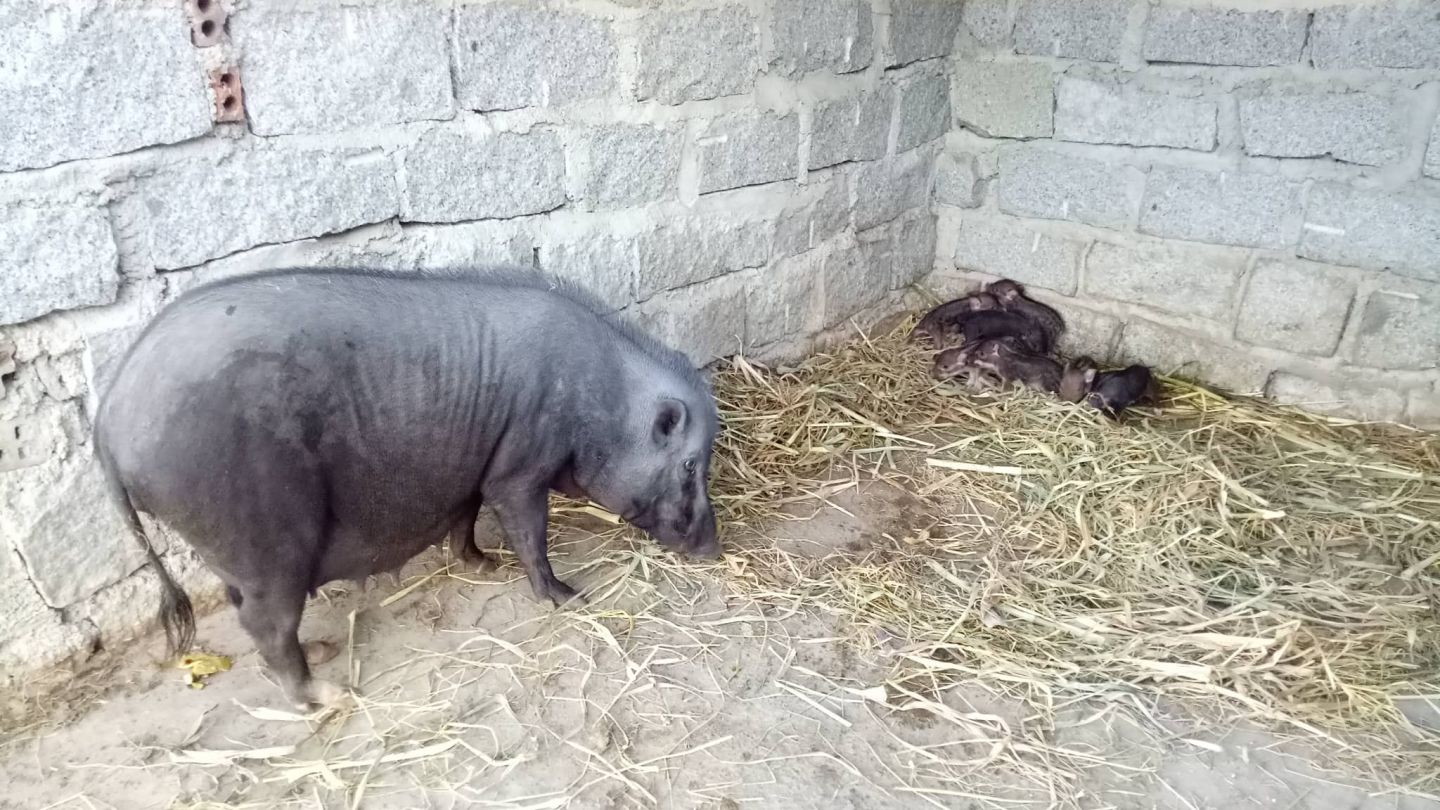 Heo Rừng Giống - Giống Heo Rừng Chất Lượng Cao giá rẻ nhất